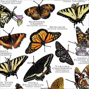 Butterflies of Washington Poster Print - Field Guide - Etsy