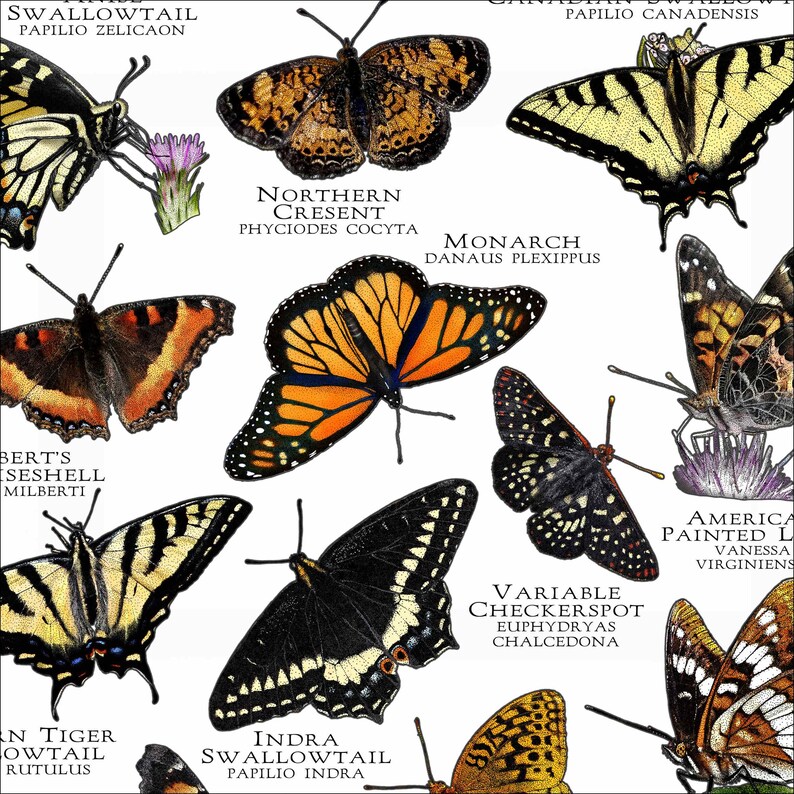 Butterflies of Washington Poster Print Field Guide - Etsy