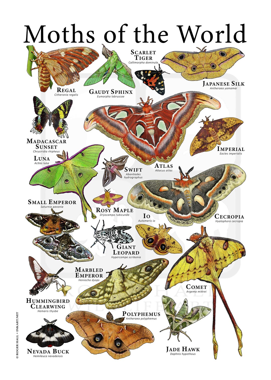 Moths of the World Poster Print - SIGNED BY ARTIST! - Etsy