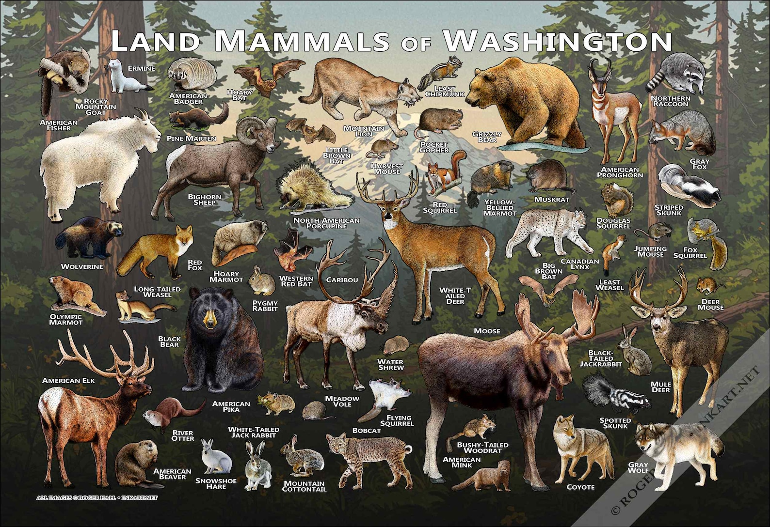Washington Mammals Art Print: Pacific Northwest Field Guide, Signed - Etsy