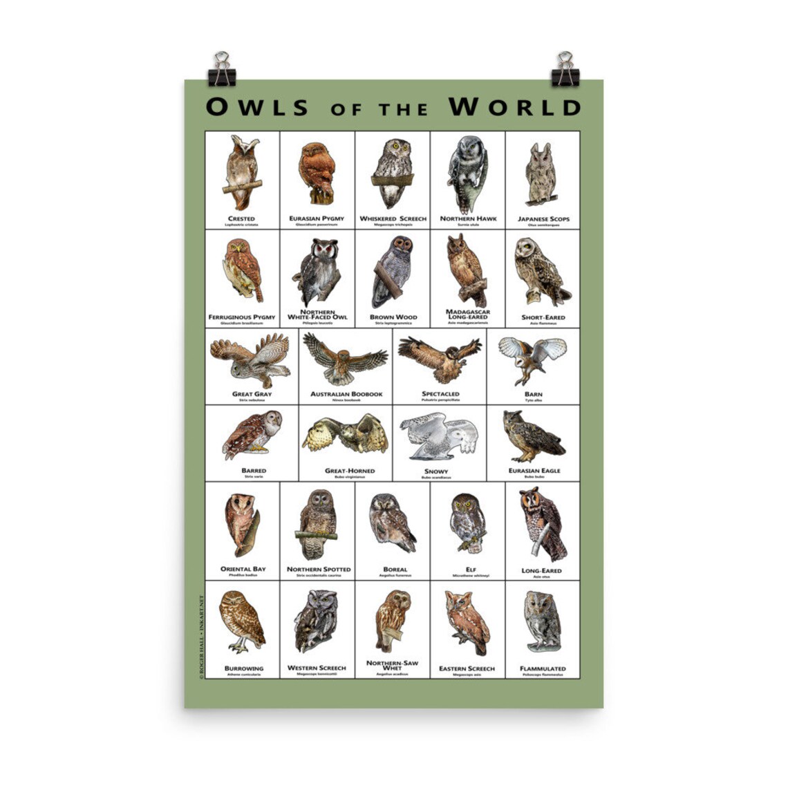Owls of the World Art Print / Field Guide - Etsy