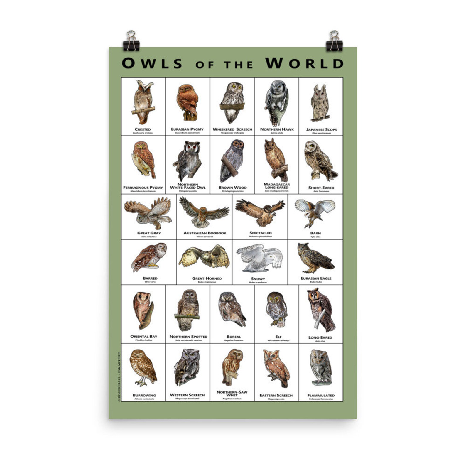 Owls of the World Art Print / Field Guide | Etsy