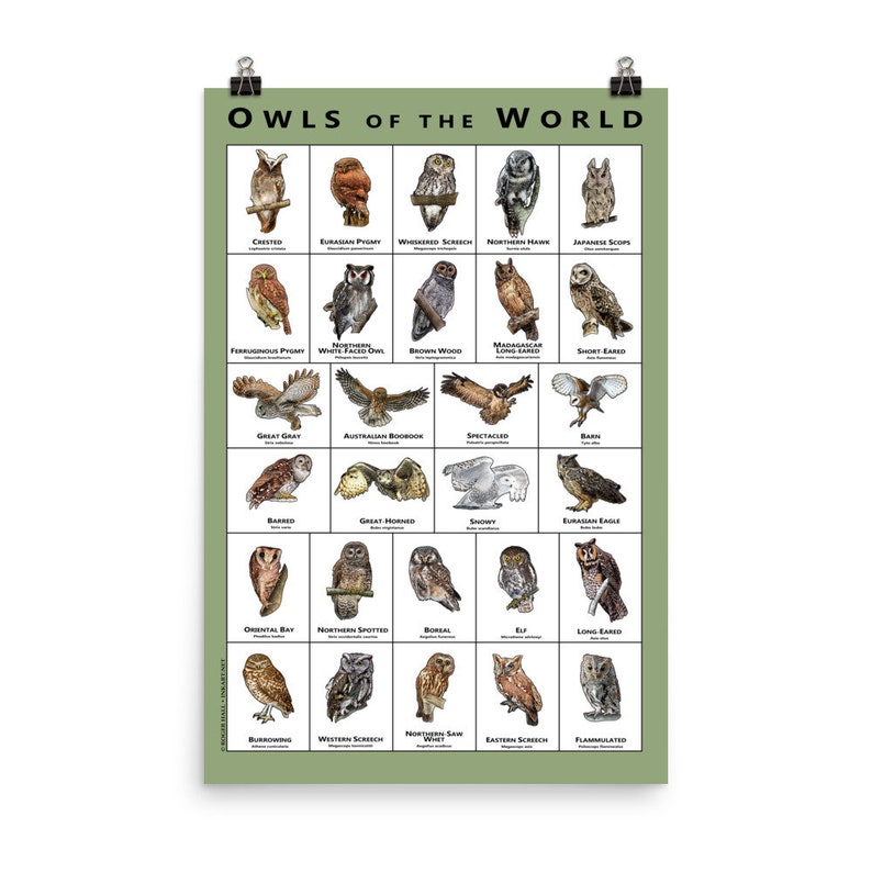 Owls of the World Art Print / Field Guide | Etsy