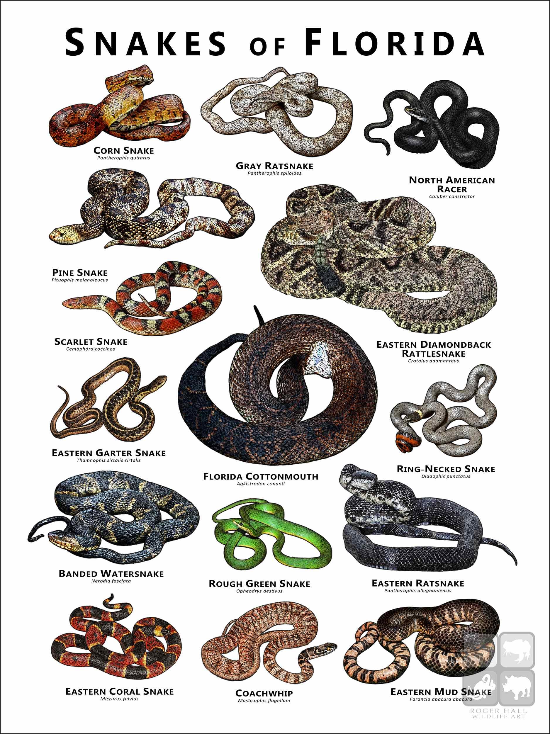 Types Of Snakes In Florida