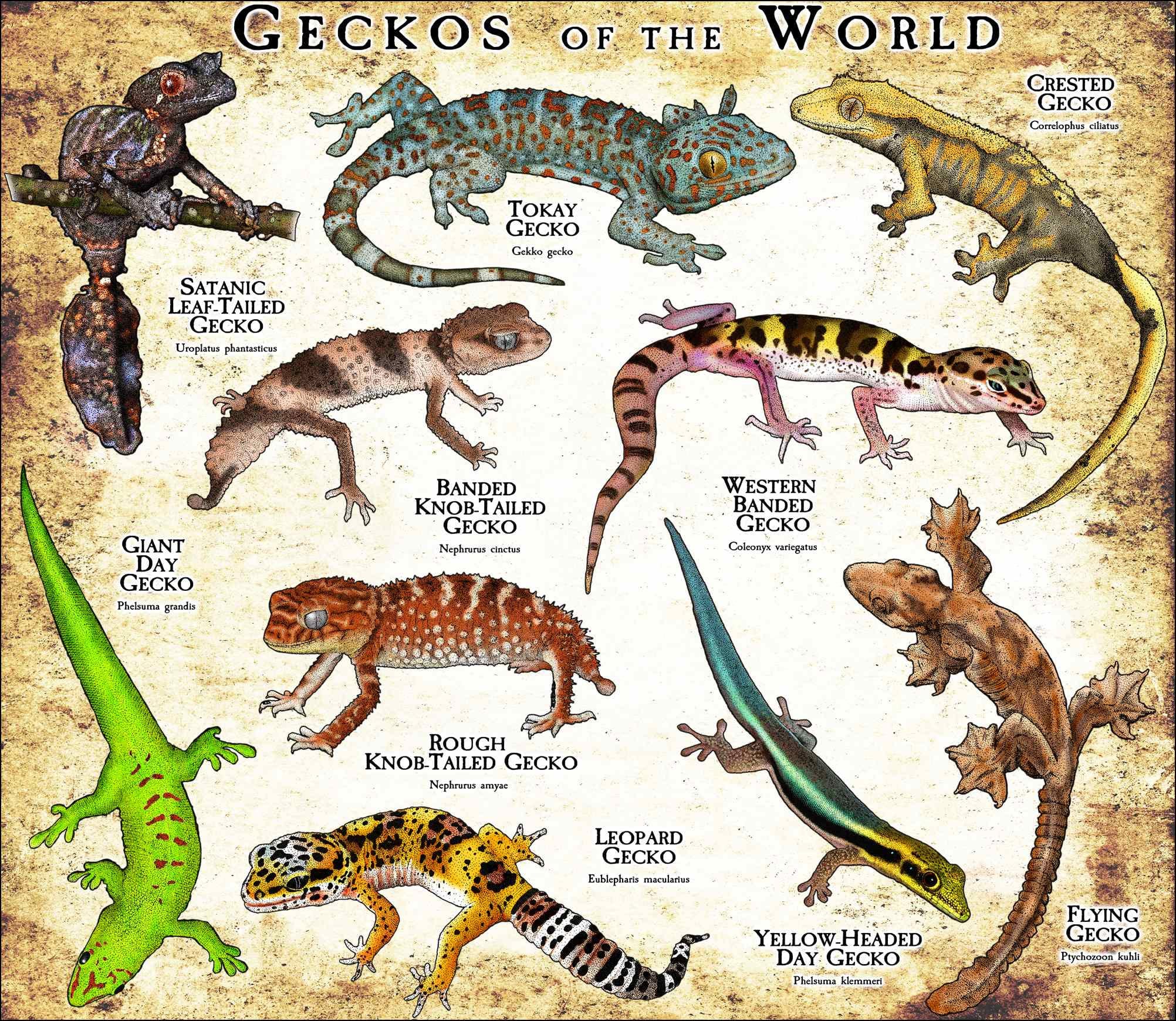 Tokay Gecko Morphs Chart