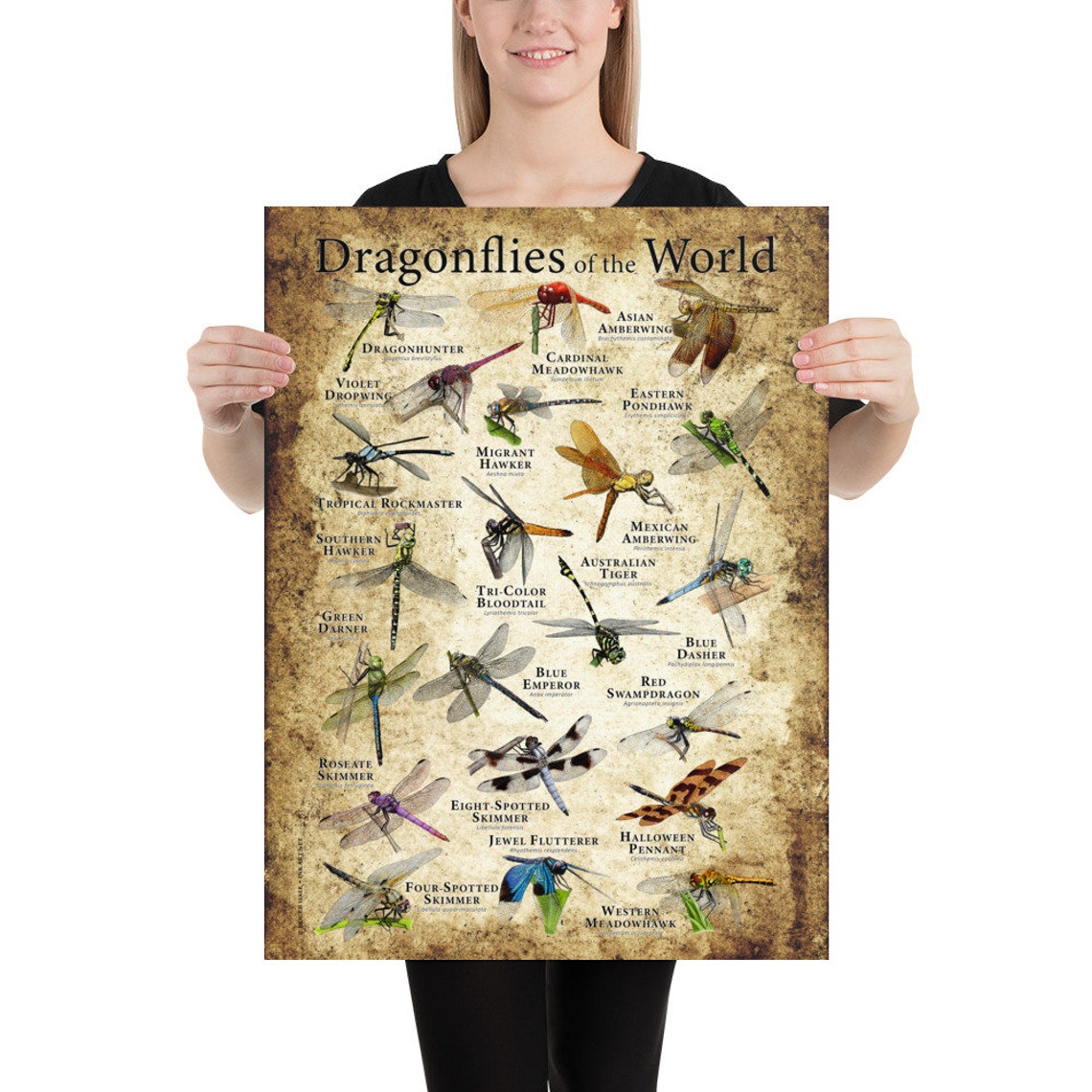 Dragonflies of the World Poster Print / Field Guide - SIGNED BY ARTIST ...