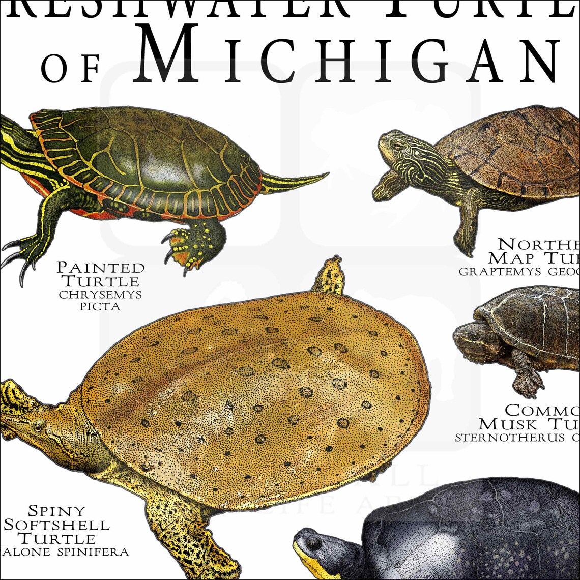 Freshwater Turtles of Michigan Poster Print Field Guide - Etsy