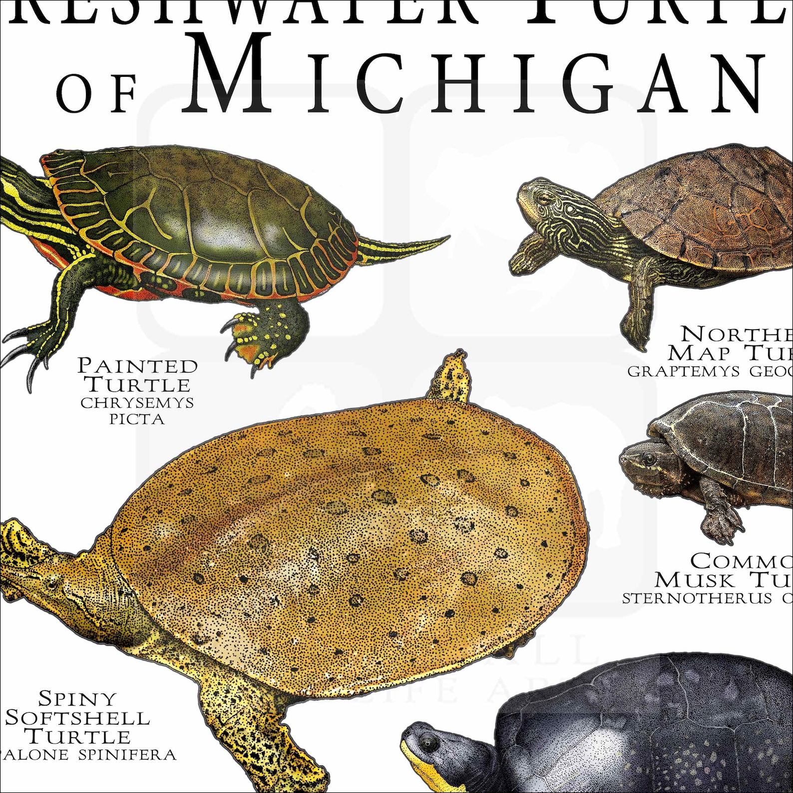 Freshwater Turtles of Michigan Poster Print Field Guide - Etsy