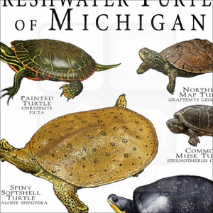Freshwater Turtles of Michigan Poster Print/field Guide - SIGNED BY ...
