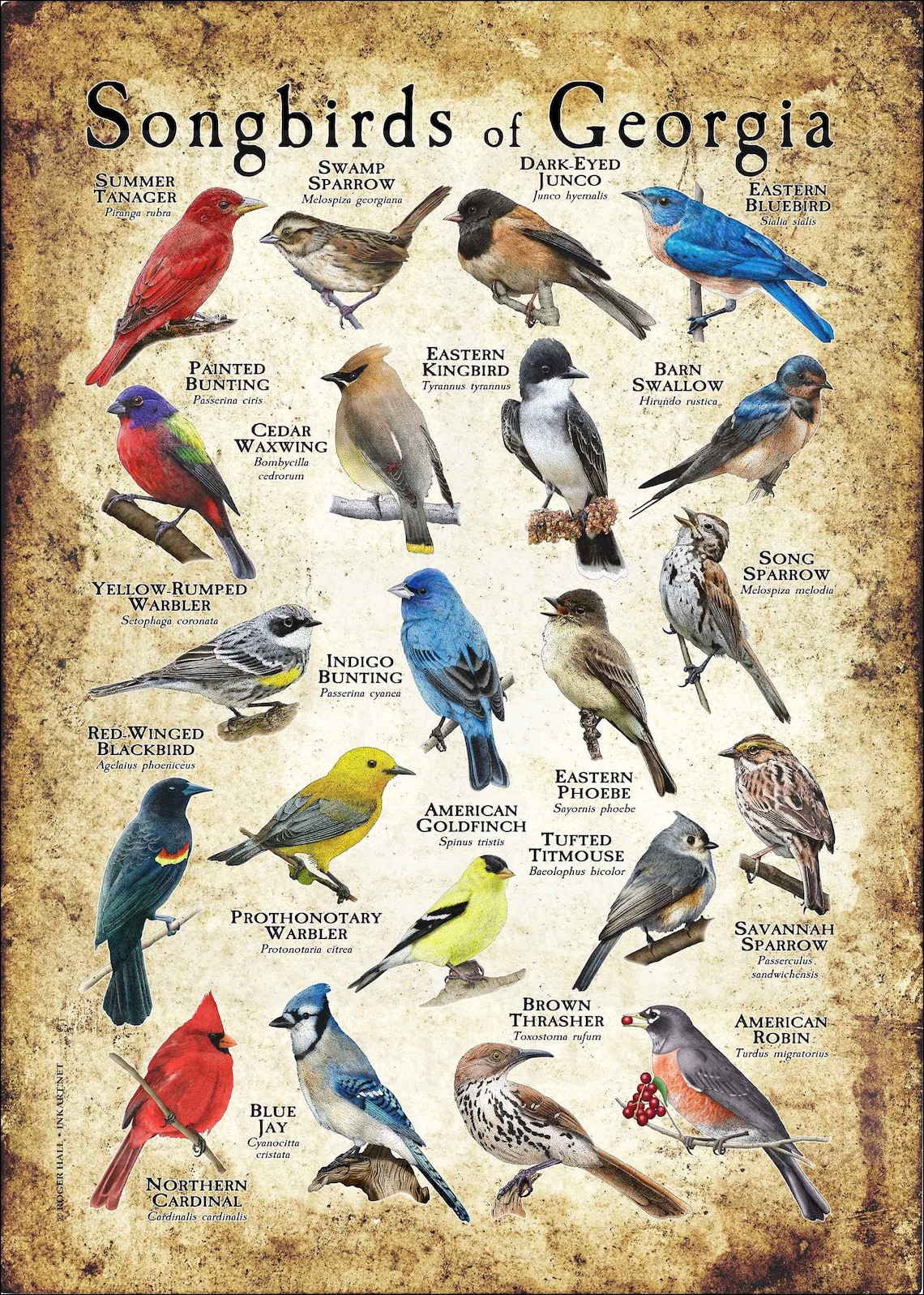 Songbirds of Georgia Poster Print Field Guide - Etsy