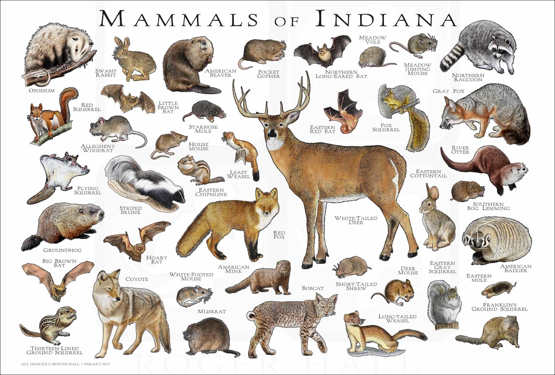 Mammals of Indiana Poster Print / Indiana Mammals Field Guide - Etsy