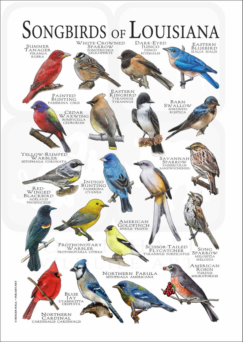 Songbirds of Louisiana Poster Print/field Guide - SIGNED BY ARTIST! - Etsy