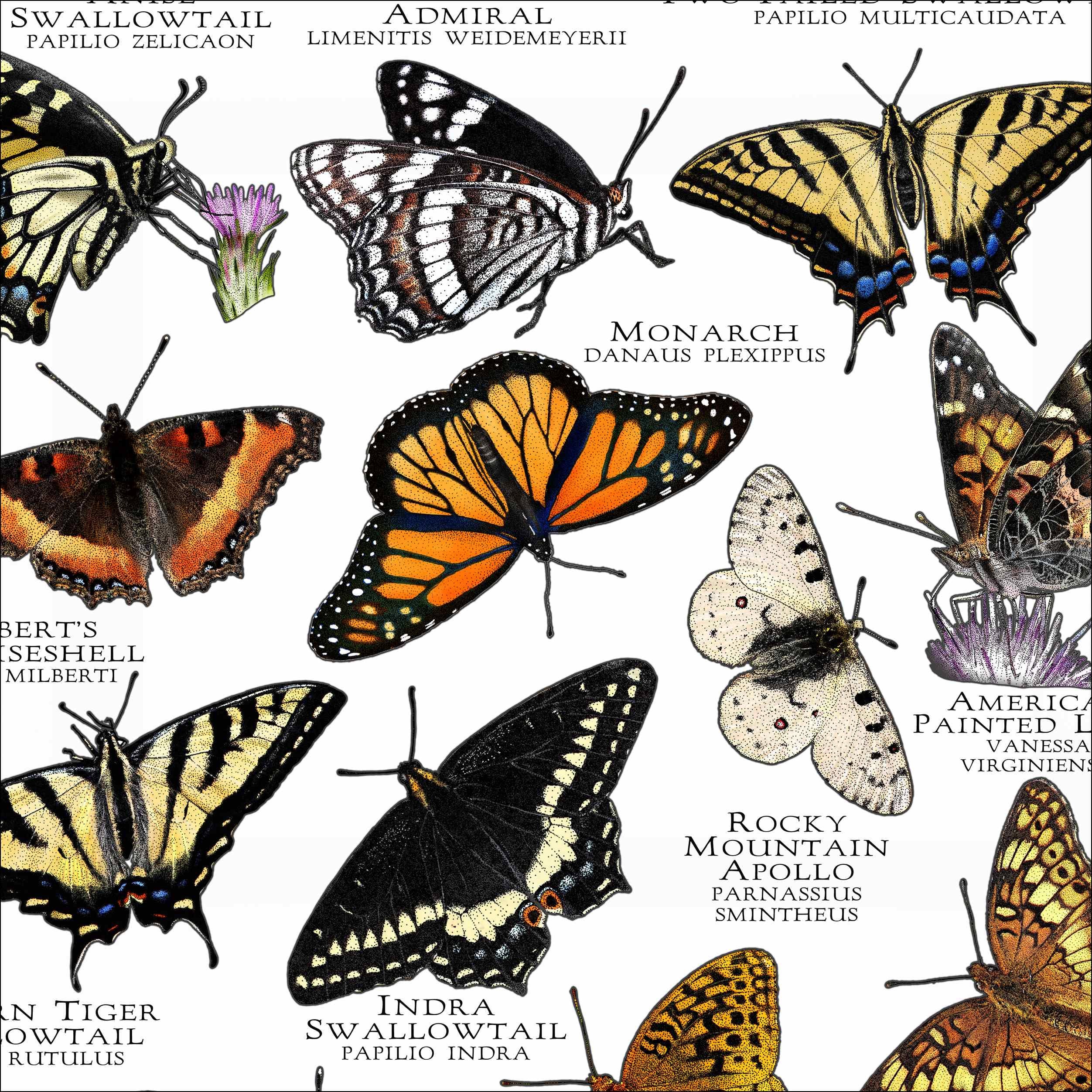 Butterflies of Utah Poster Print/field Guide - SIGNED BY ARTIST! - Etsy