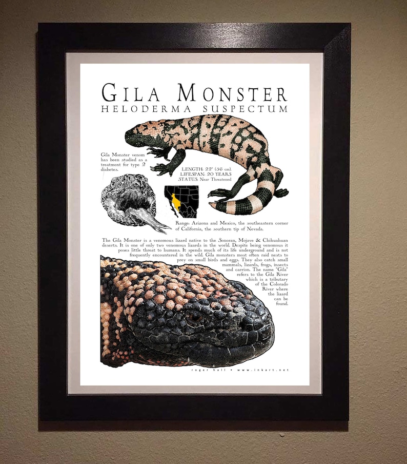 Gila Monster Poster Print - Etsy
