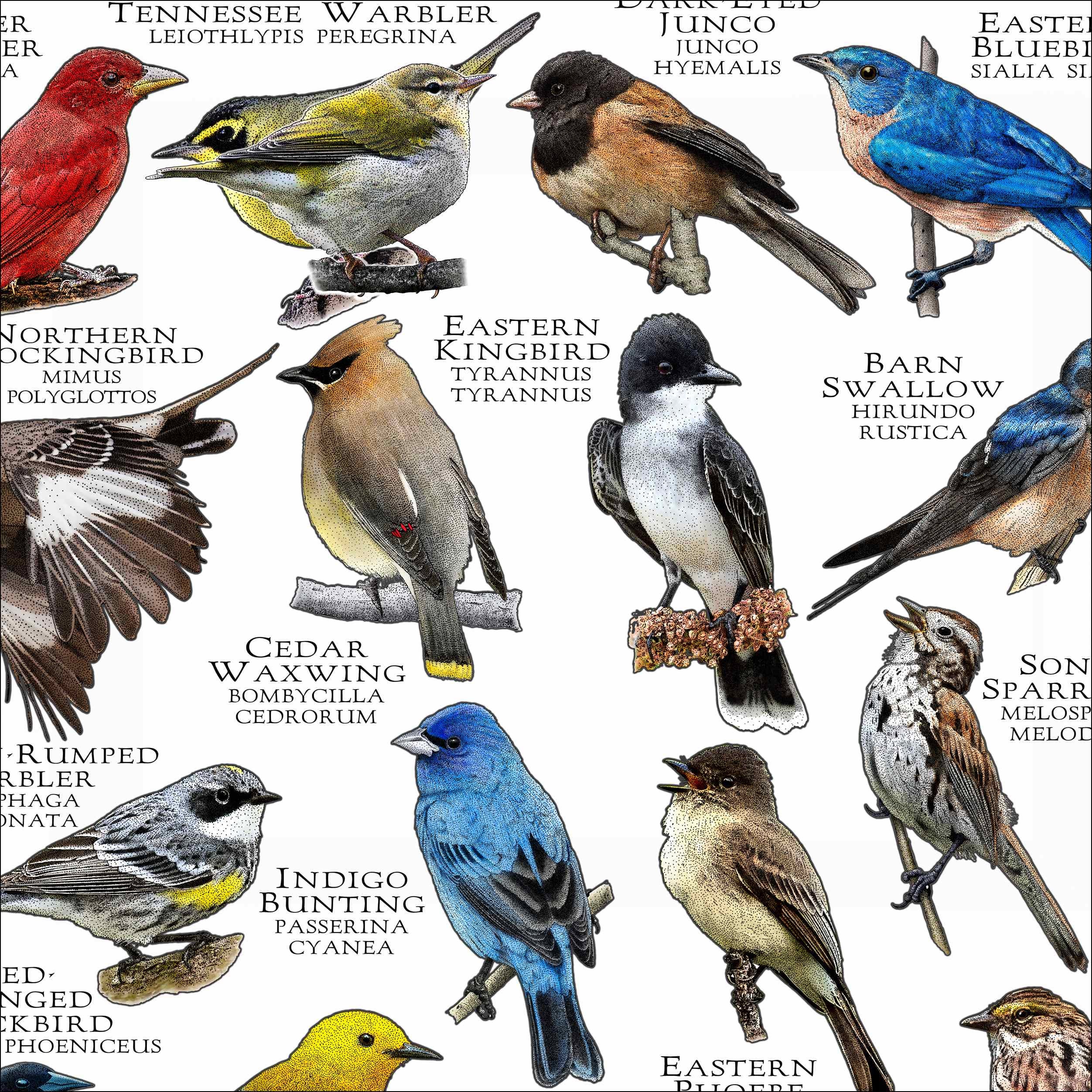 Songbirds of Tennessee Poster Print Field Guide - Etsy