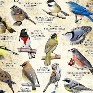 Songbirds of Ohio Poster Print/field Guide - SIGNED BY ARTIST! - Etsy
