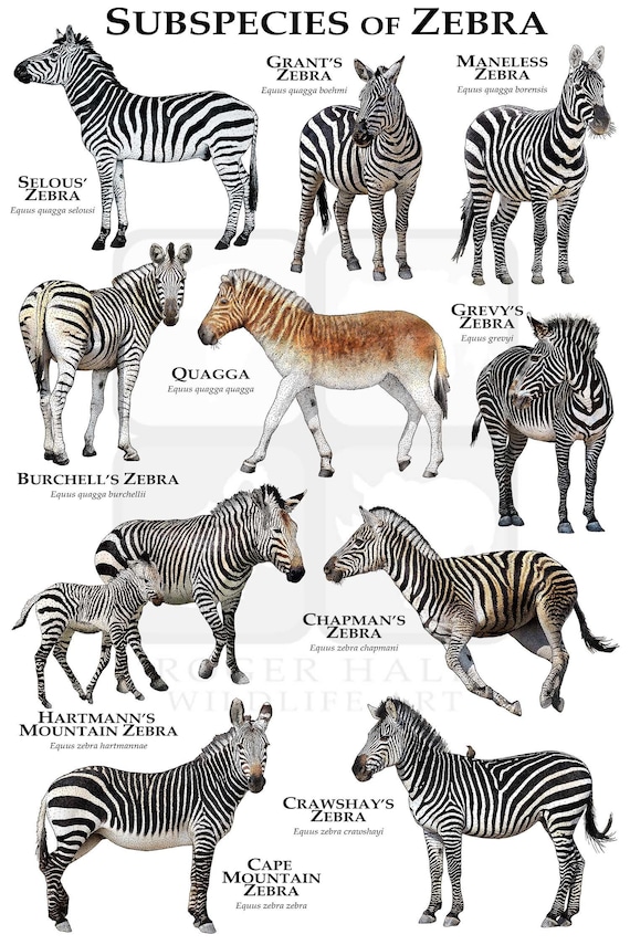 Subspecies of Zebra Poster / Field Guide | Etsy