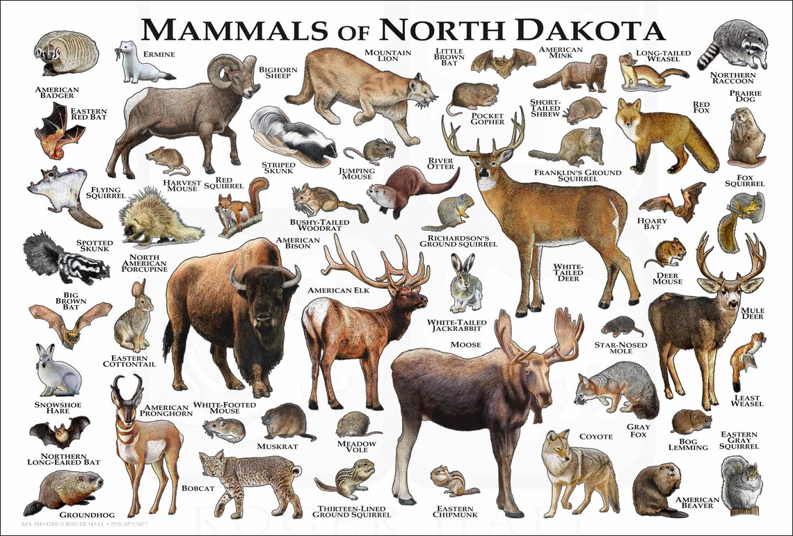 North Dakota Mammals Poster Print: Signed Wildlife Art - Etsy