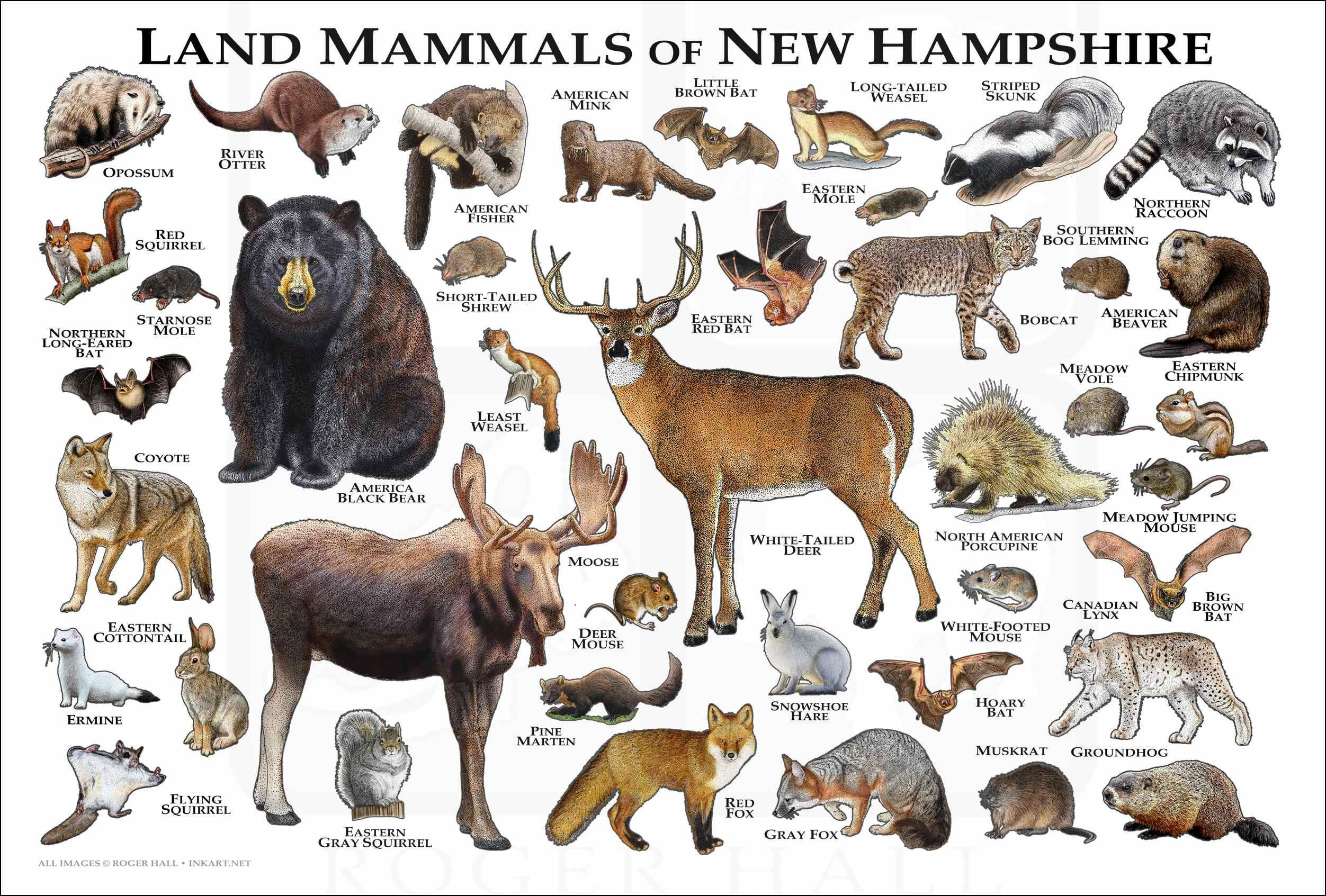 New Hampshire Mammals Poster Print: Signed Wildlife Art Field Guide - Etsy