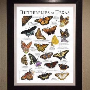 Butterflies of Texas Poster Print Field Guide - Etsy