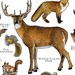 Mammals of Oklahoma Poster Print / Oklahoma Mammals Field Guide ...