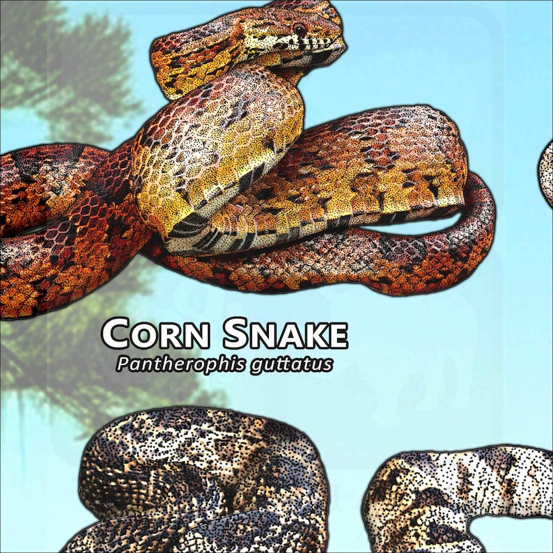Snakes of Florida Poster Print/field Guide - SIGNED BY ARTIST! - Etsy