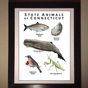 Connecticut State Animals Poster Print - Etsy