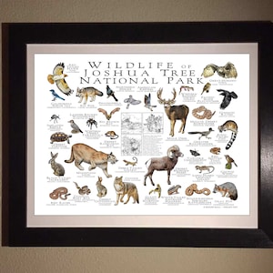 Wildlife of Joshua Tree National Park/field Guide - SIGNED BY ARTIST ...