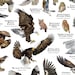 Birds of Prey of the United States Poster/field Guide - SIGNED BY ...