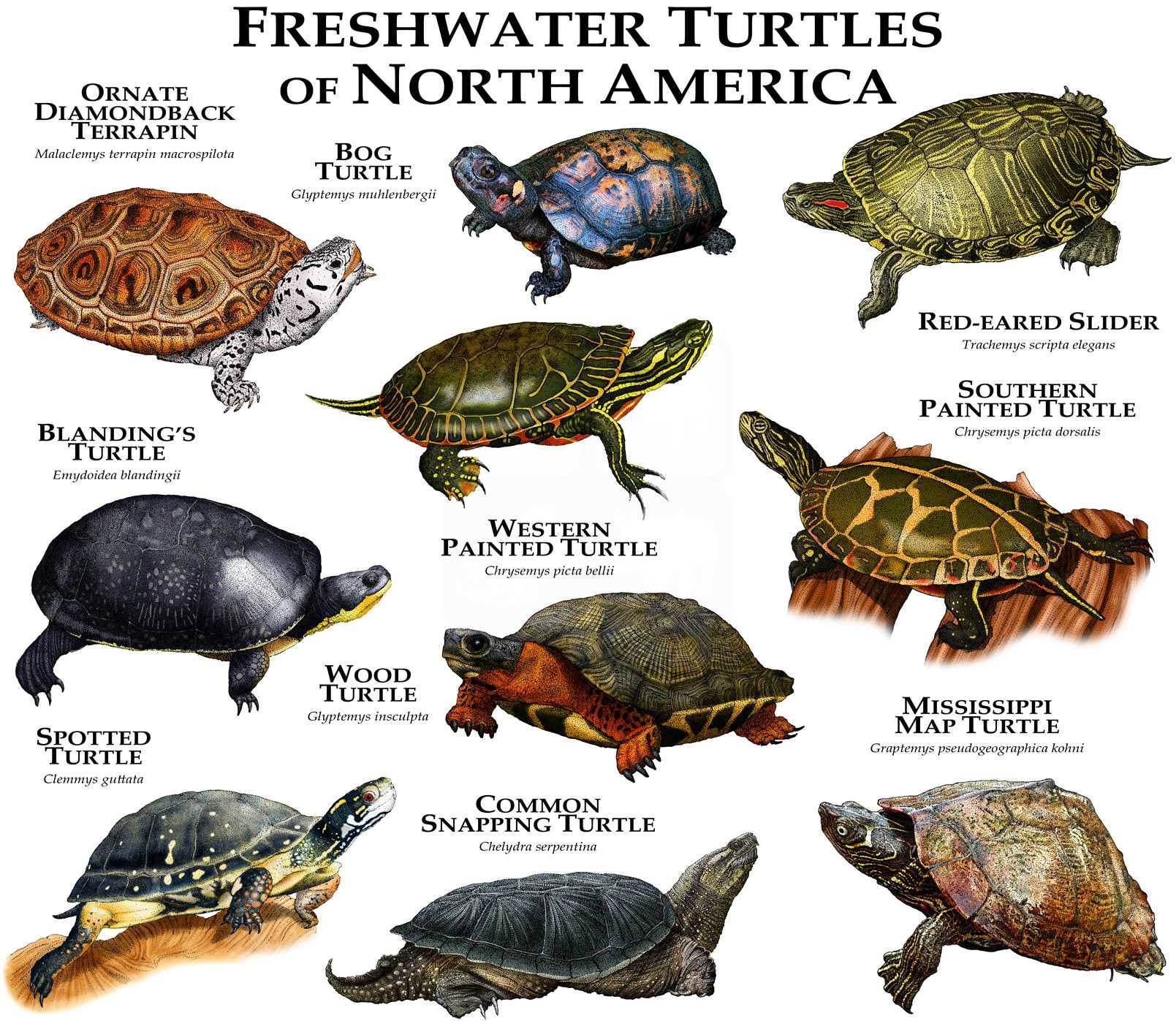 Freshwater Turtles of North America Poster Print | Etsy