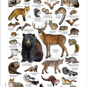 Louisiana Mammals Art Print: Signed Field Guide Poster - Etsy
