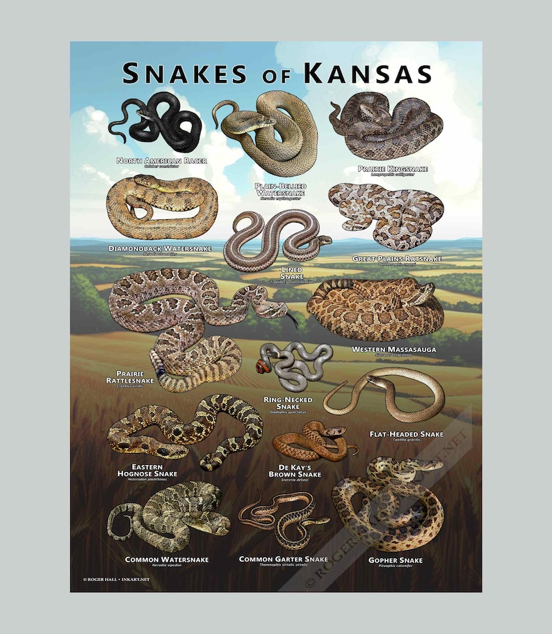 Snakes of Kansas Poster Print/field Guide - SIGNED BY ARTIST! - Etsy