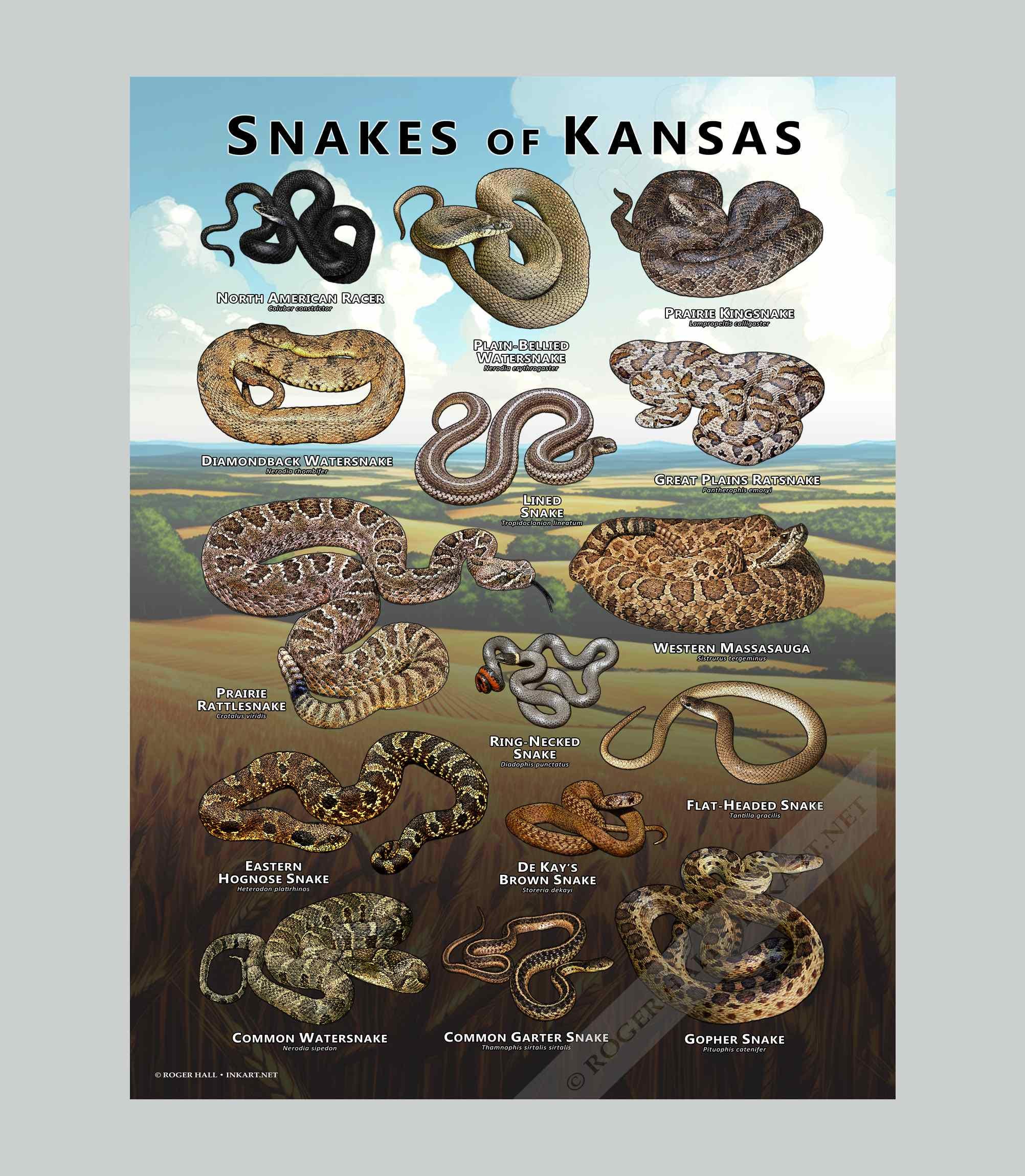 Snakes of Kansas Poster Print/field Guide - SIGNED BY ARTIST! - Etsy
