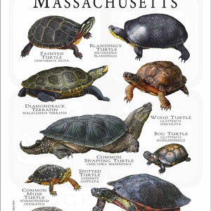 Freshwater Turtles of Massachusetts Poster Print/field Guide - SIGNED ...