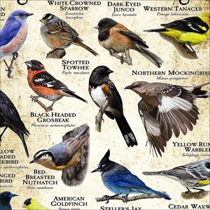 Songbirds of Washington Poster Print Field Guide - Etsy