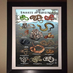 Snakes of Virginia Poster Print/field Guide - SIGNED BY ARTIST! - Etsy