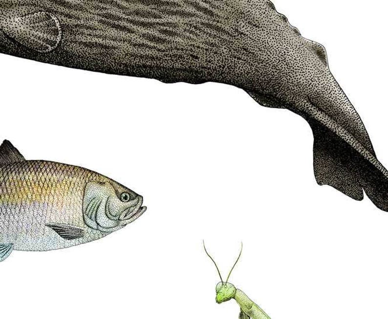 Connecticut State Animals Poster Print | Etsy