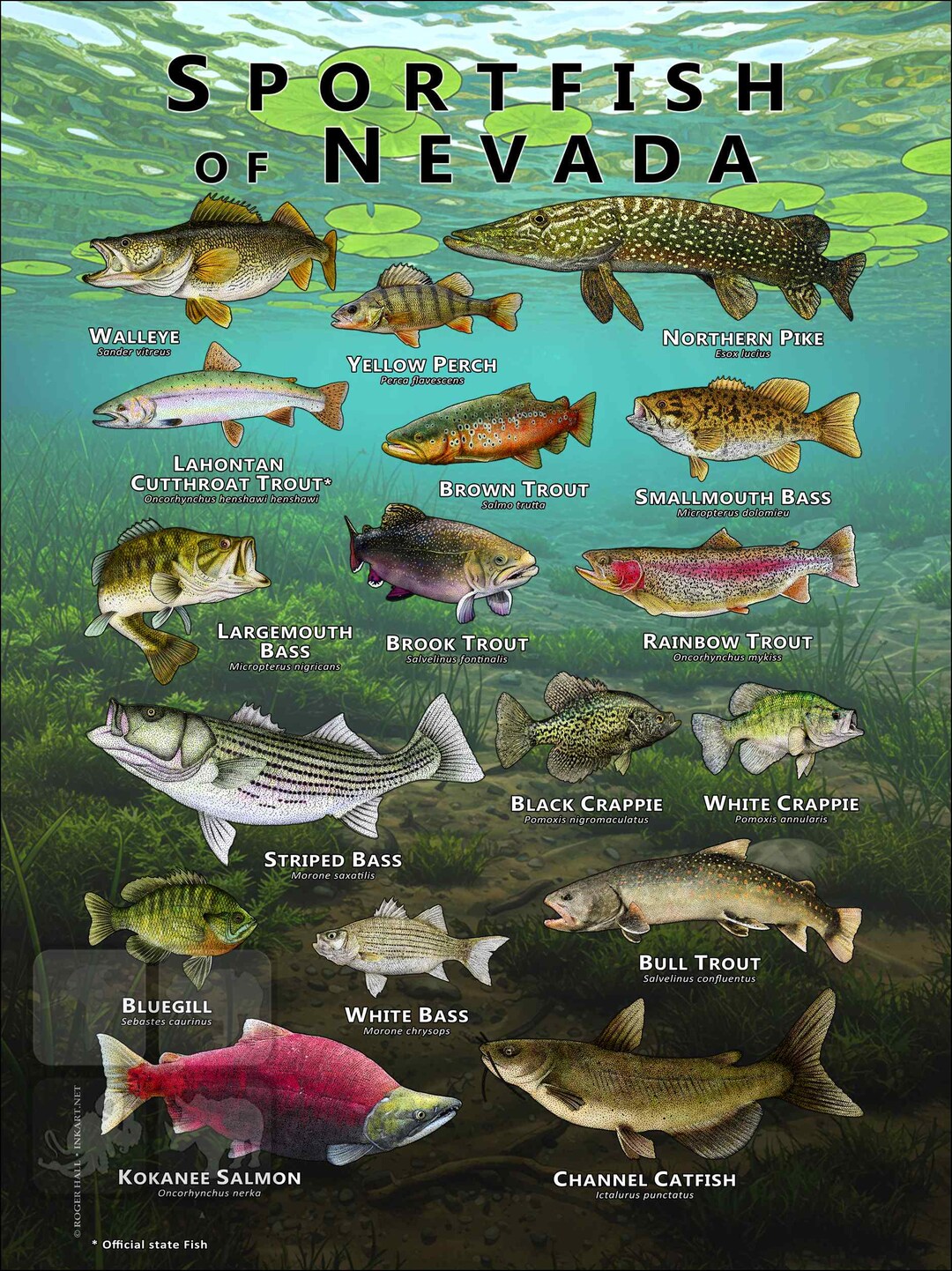 Freshwater Sportfish of Nevada Poster Print/field Guide - SIGNED BY ...