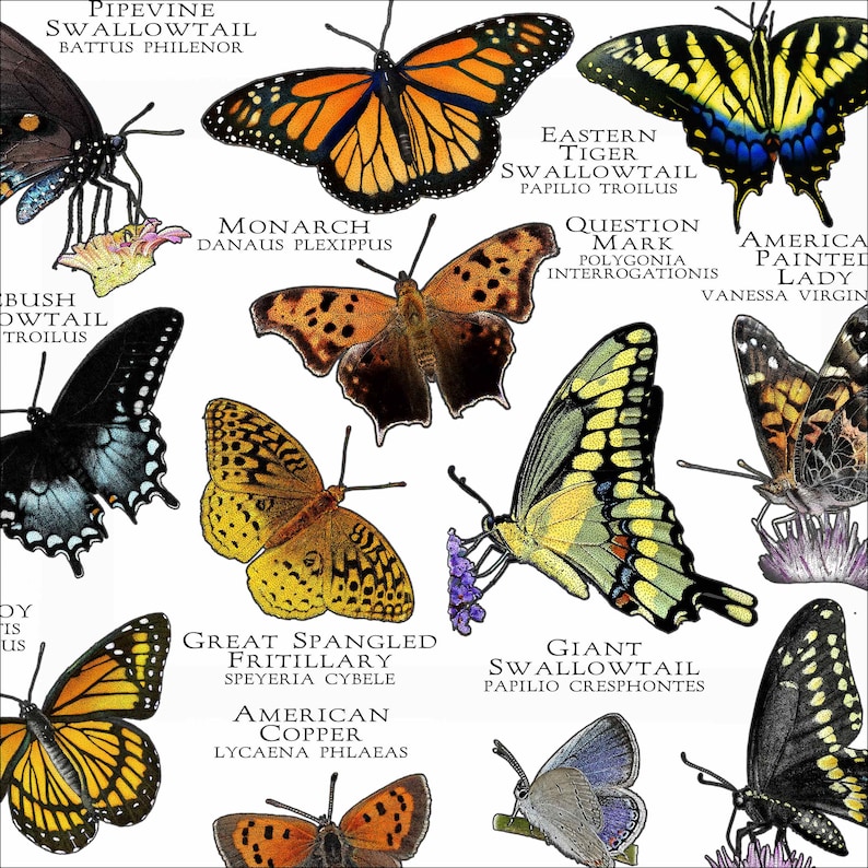 Butterflies of Connecticut Poster Print Field Guide - Etsy