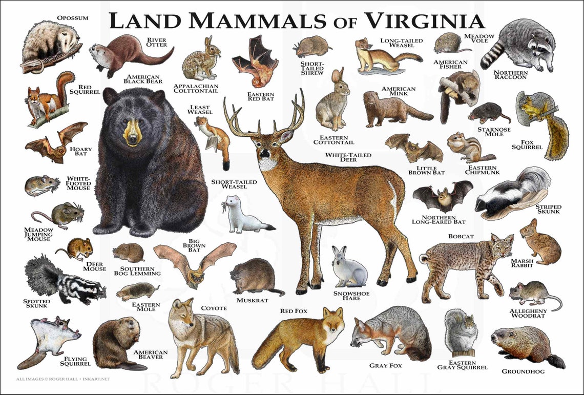 Mammals of Virginia Poster Print / Virginia Mammals Field - Etsy