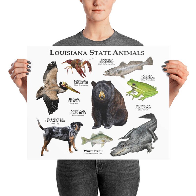 Louisiana State Animals Poster Print | Etsy