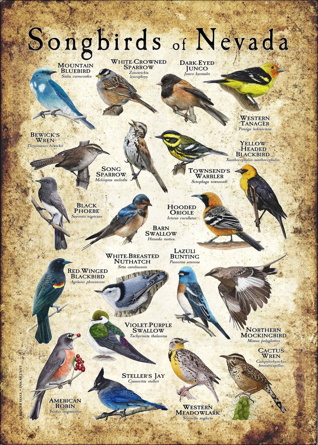 Songbirds of Nevada Poster Print Field Guide - Etsy