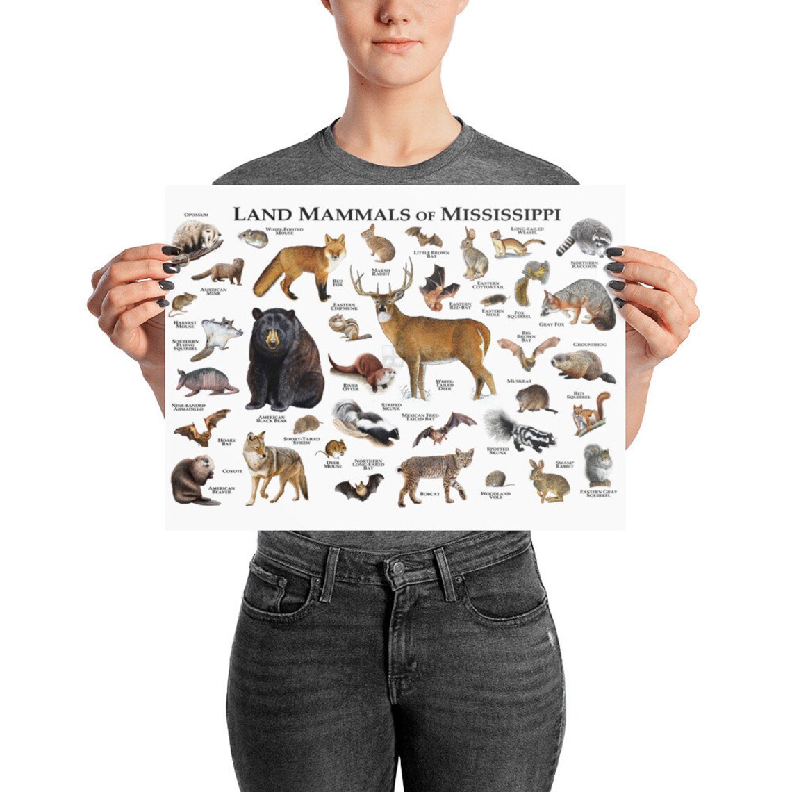 Land Mammals of Mississippi Poster Print / Mississippi Mammals | Etsy