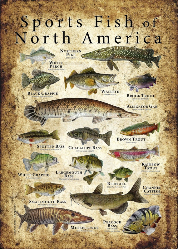 Finland Fish Species