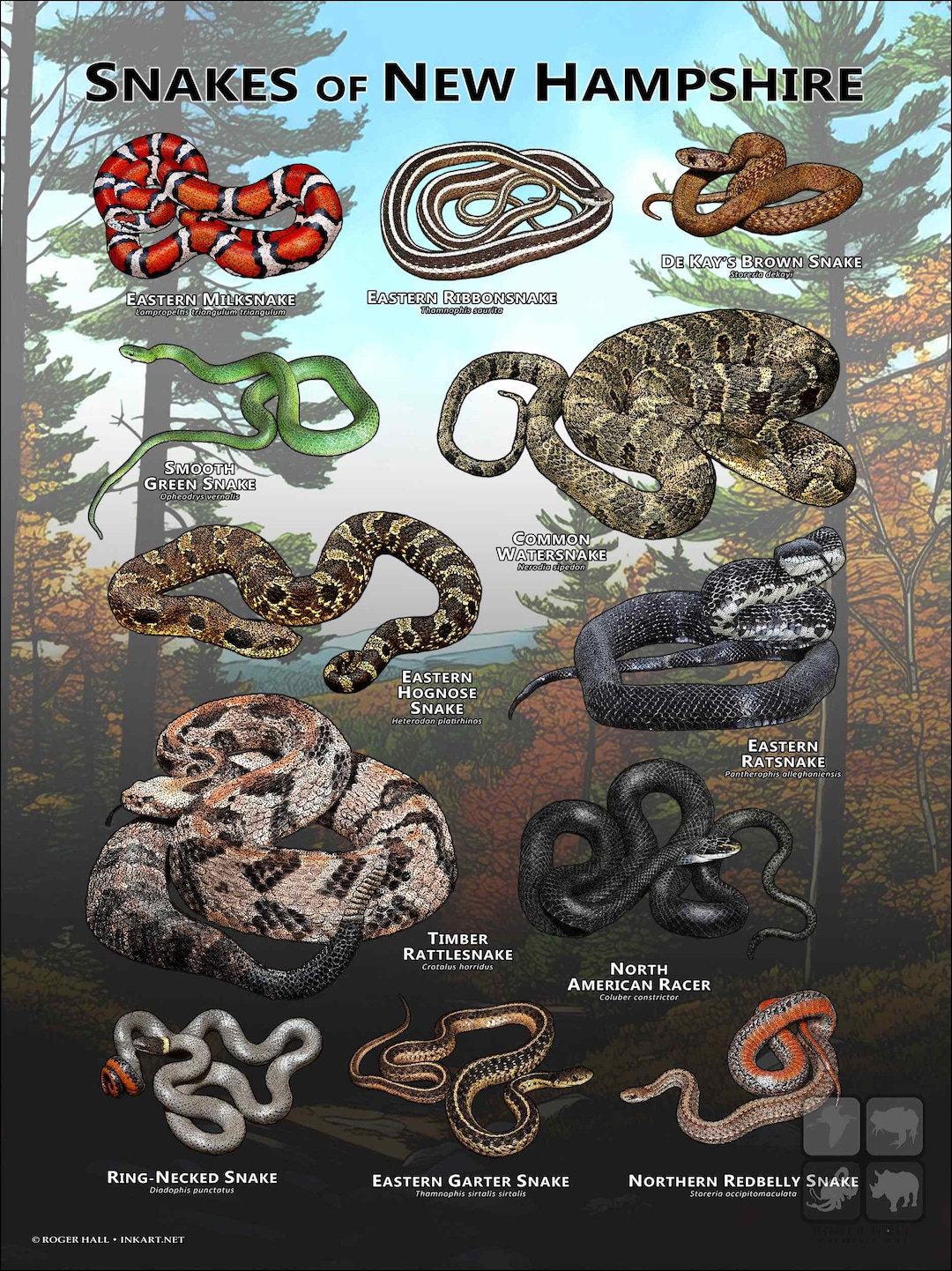 Snakes of New Hampshire Poster Print/field Guide - SIGNED BY ARTIST! - Etsy