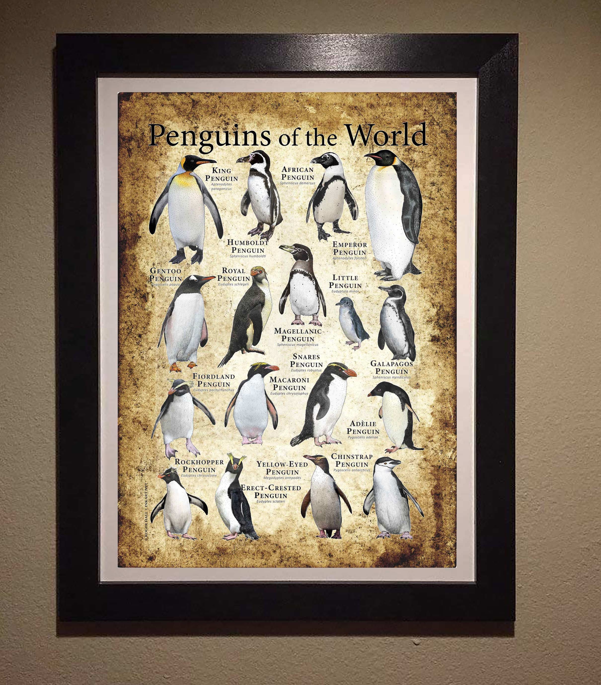 Penguins of the World Poster Print - SIGNED BY ARTIST! - Etsy