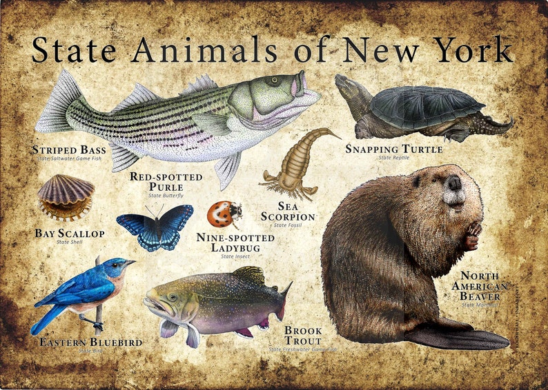 New York State Animals Poster Print | Etsy