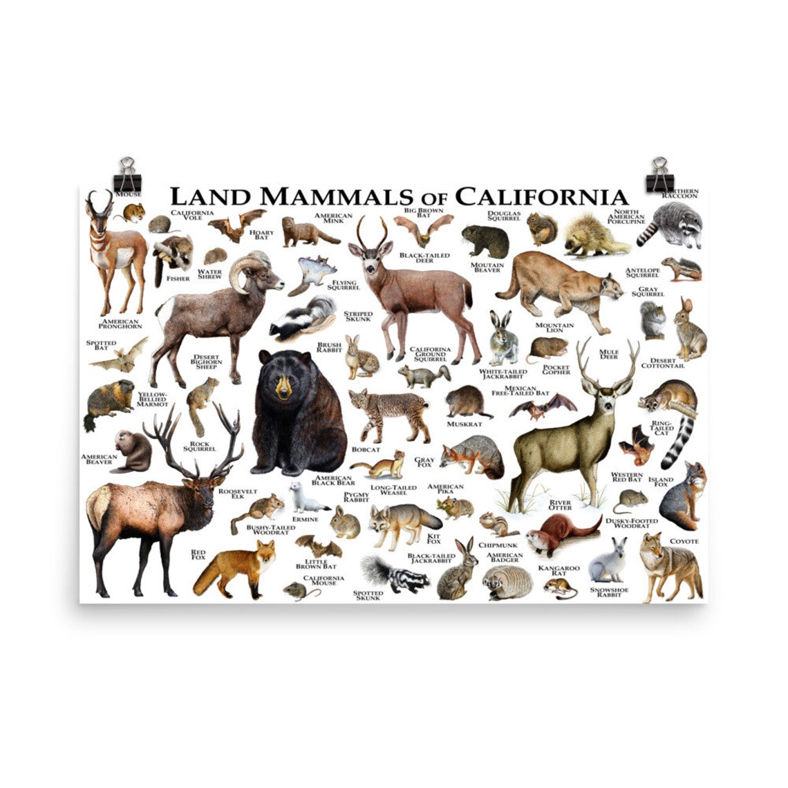 Mammals of California Poster Print / California Mammals Field | Etsy
