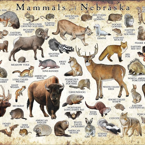 Mammals of Nebraska Poster Print / Nebraska Mammals Field - Etsy