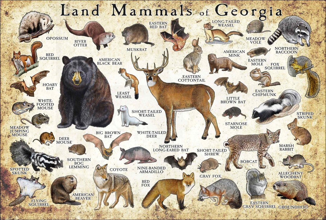Mammals of Georgia Poster Print / Georgia Mammals Field Guide / Animals ...